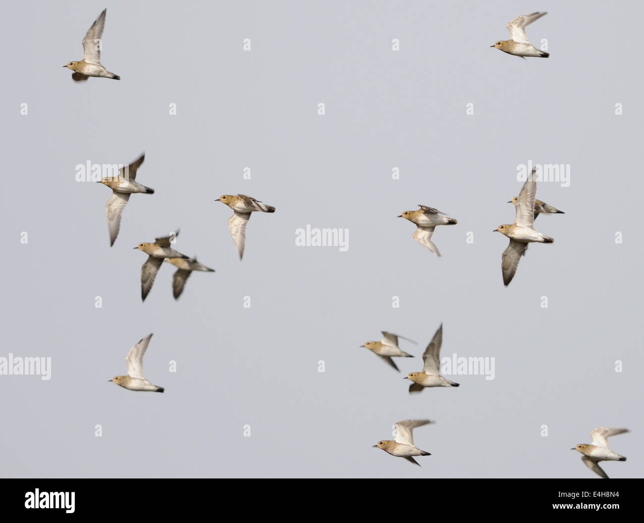 Golden plovers in flight hi-res stock photography and images - Alamy