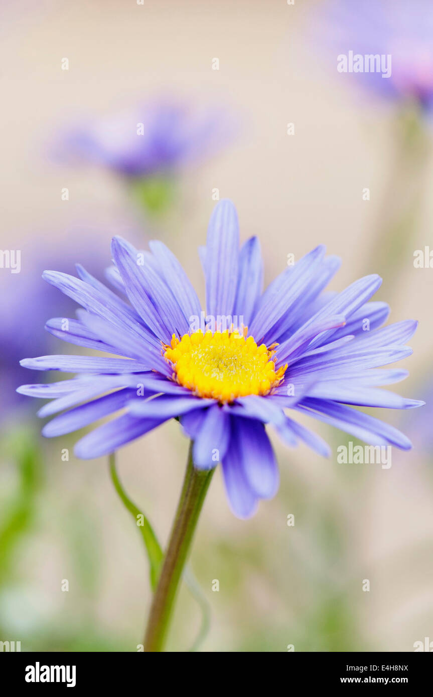Blue alpine daisy, Aster alpinus Stock Photo - Alamy