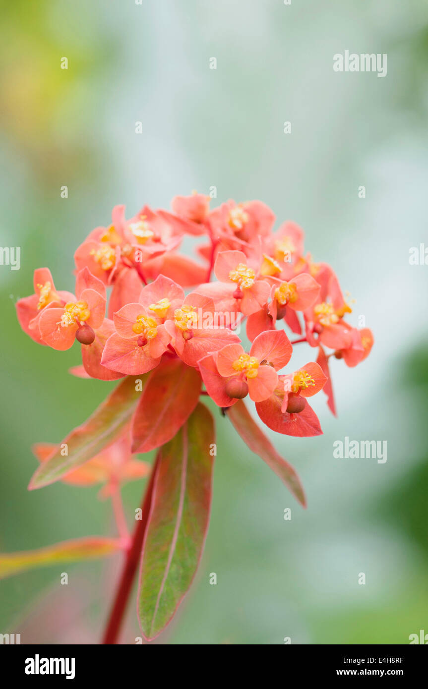 Euphorbia, Spurge, Euphorbia griffithii 'Fireglow' Stock Photo - Alamy