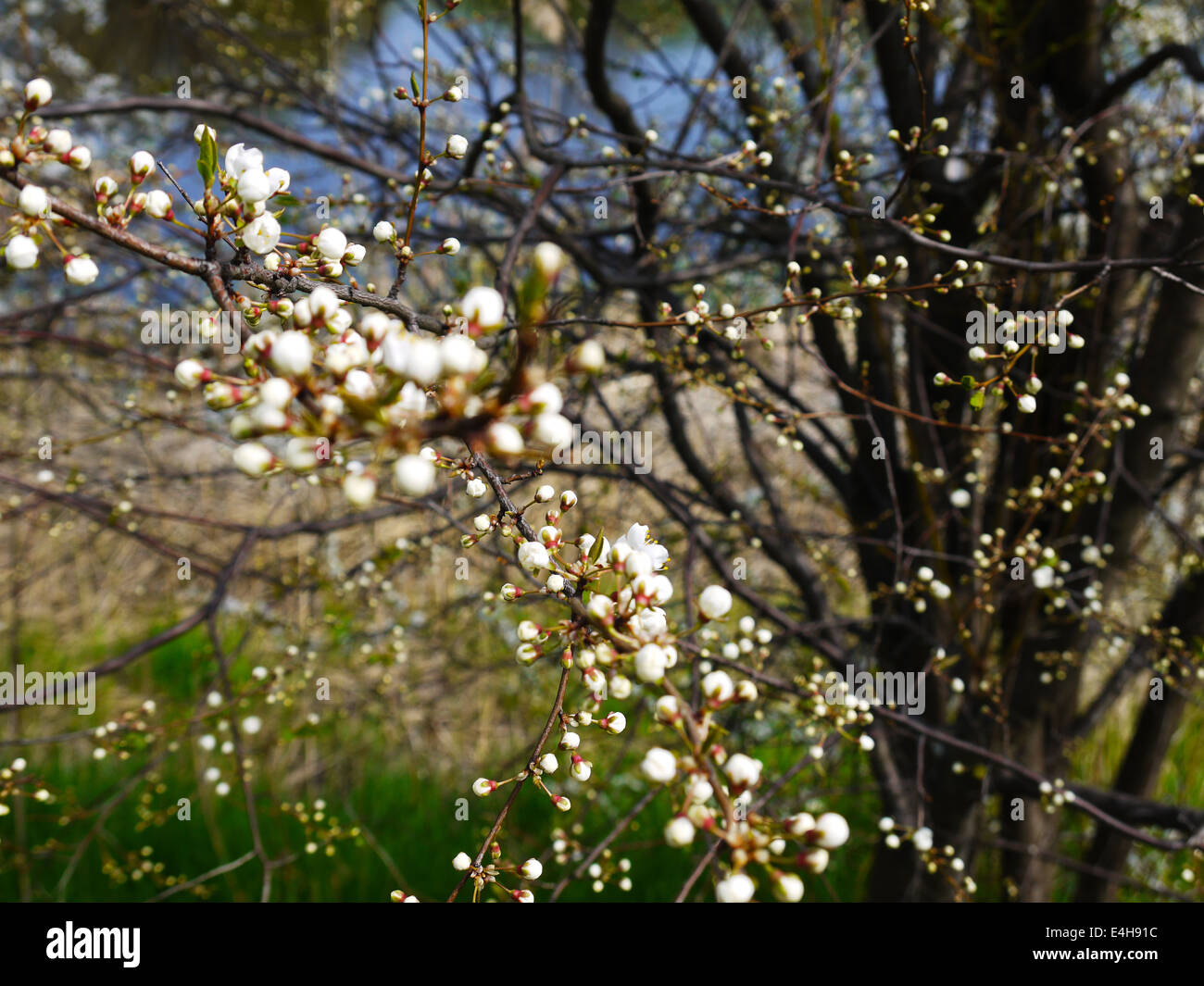 European cherry tree in the Soviet military base Stock Photo - Alamy