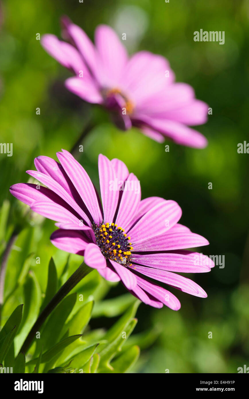 Osteospermum, Osteospermum jucundum Stock Photo - Alamy