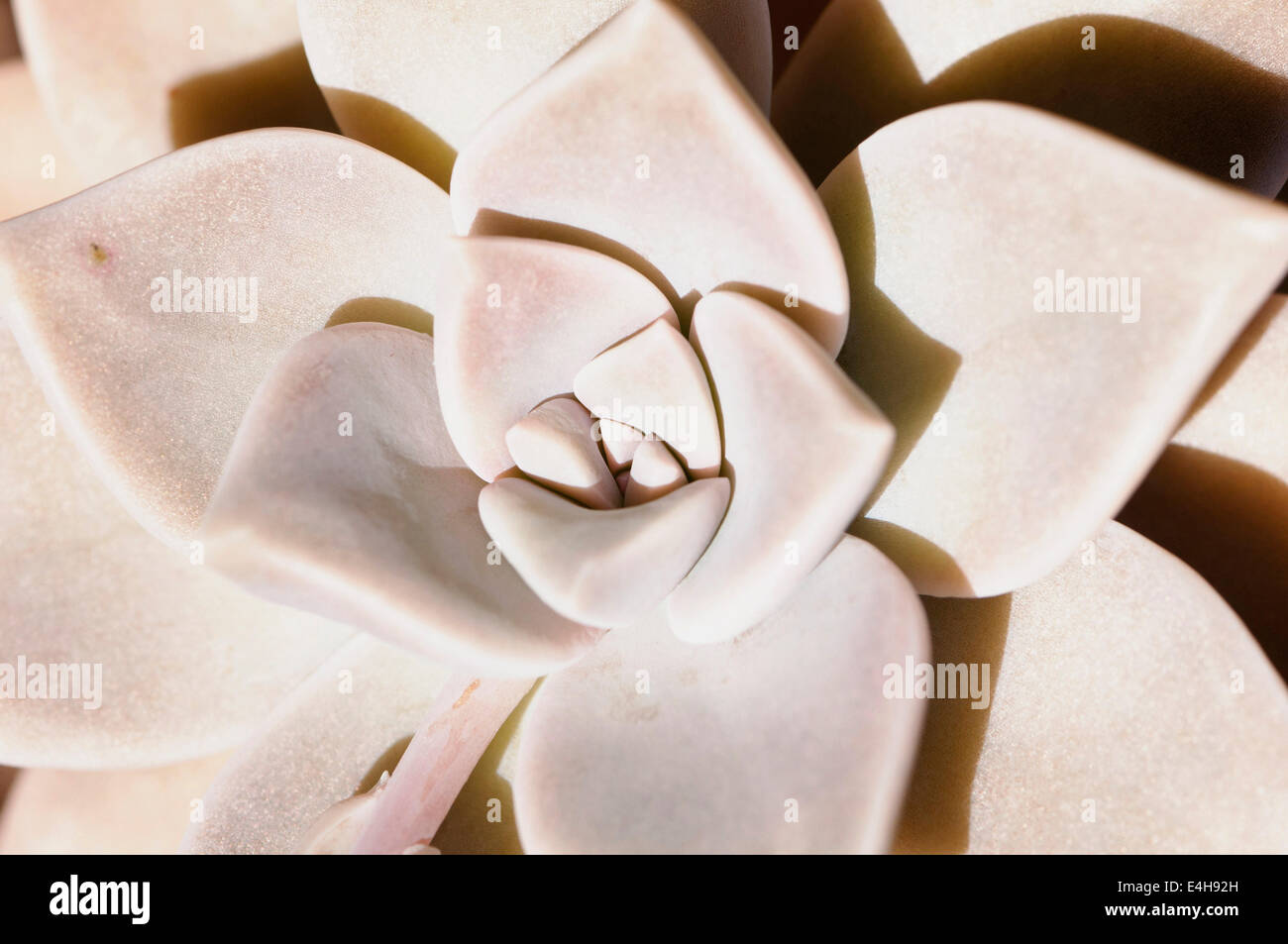 Ghost plant, Graptopetalum paraguayense Stock Photo - Alamy