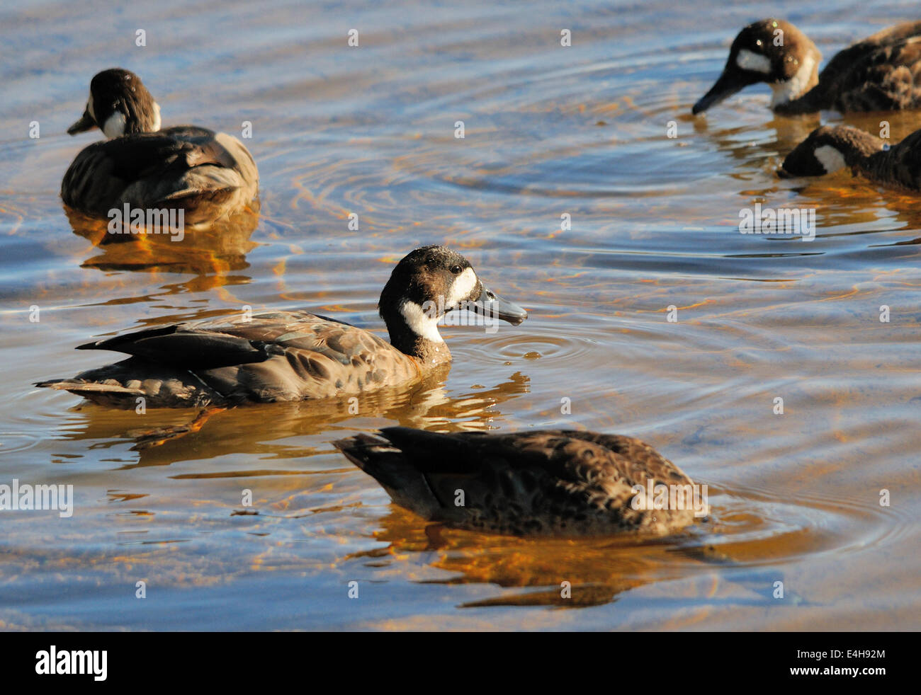 Spectacled ducks (Speculanas specularis) on a pond below the Fitzroy ...