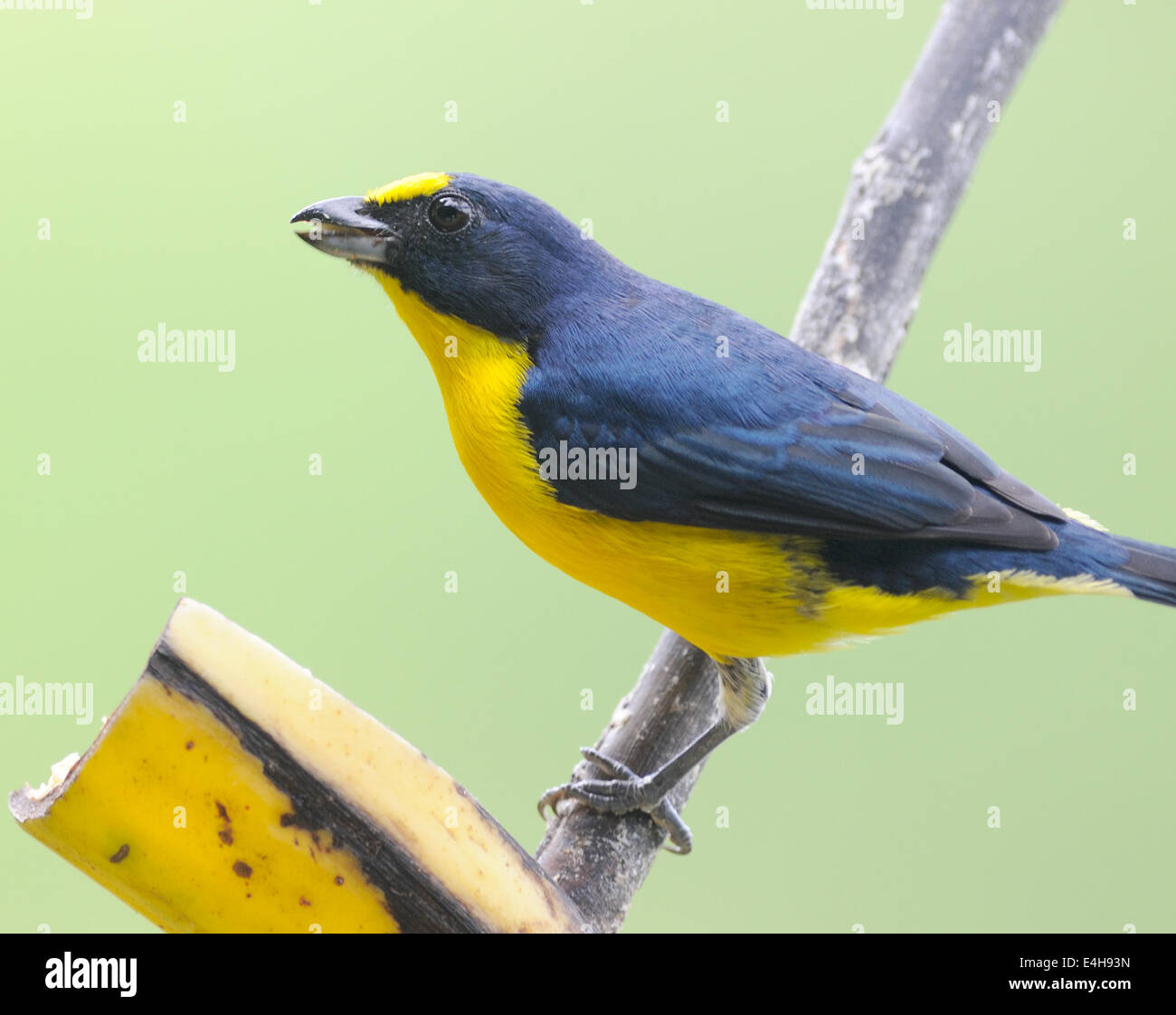Yellow throated euphonia euphonia hirundinacea hi-res stock photography ...