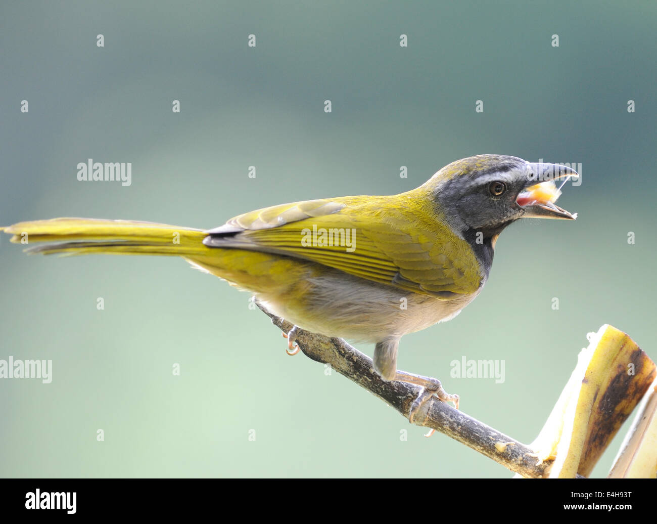 A Black-headed saltator (Saltator atriceps) eats banana at a feeding ...