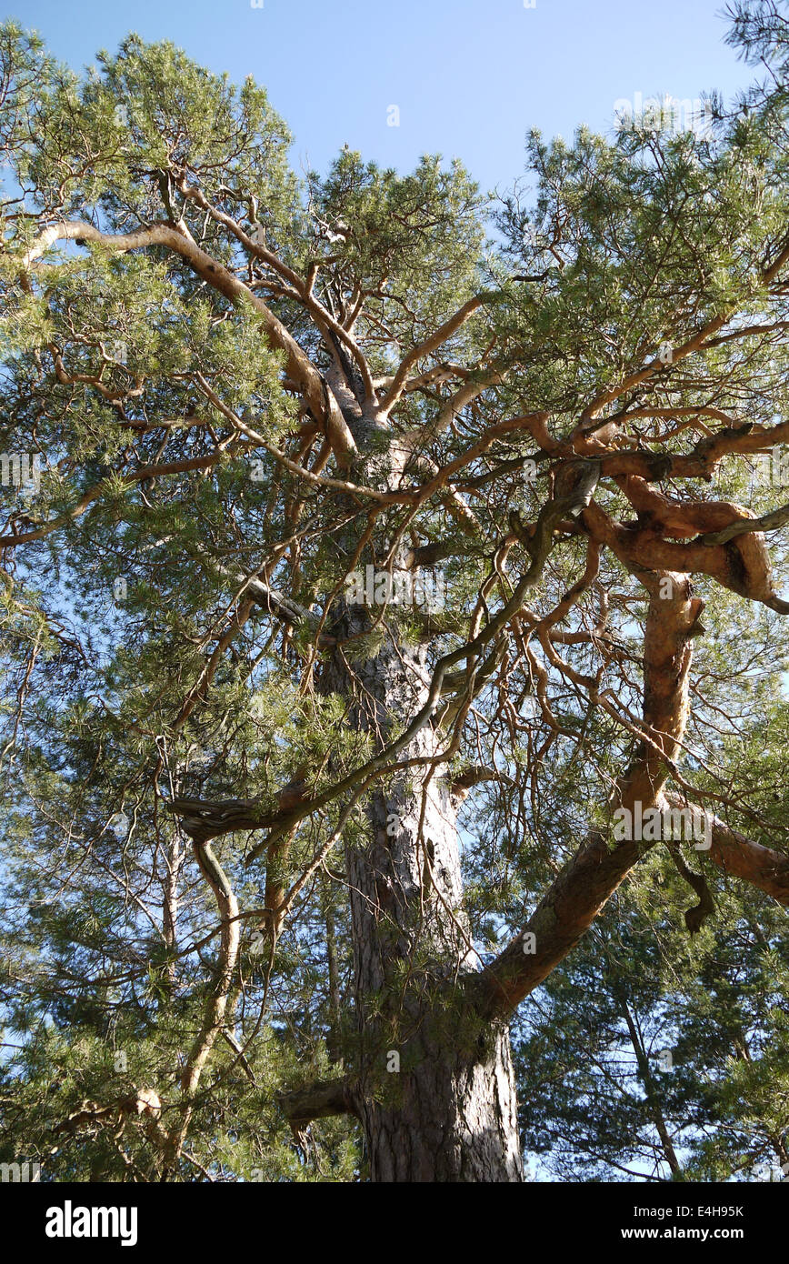 Green wild forest. Trees with green leaves Stock Photo - Alamy