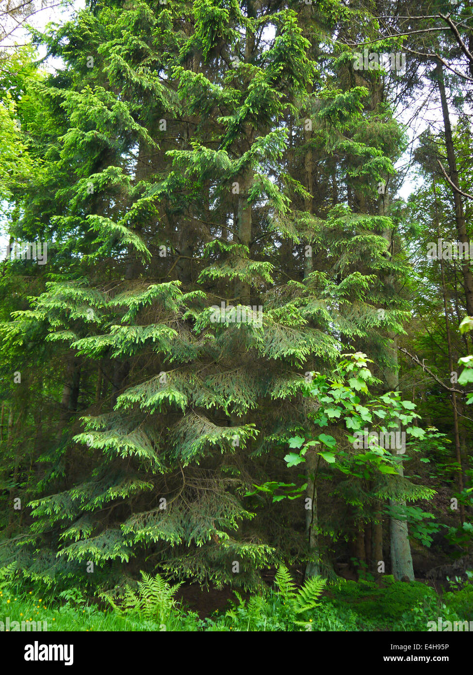 Green wild forest. Trees with green leaves Stock Photo - Alamy