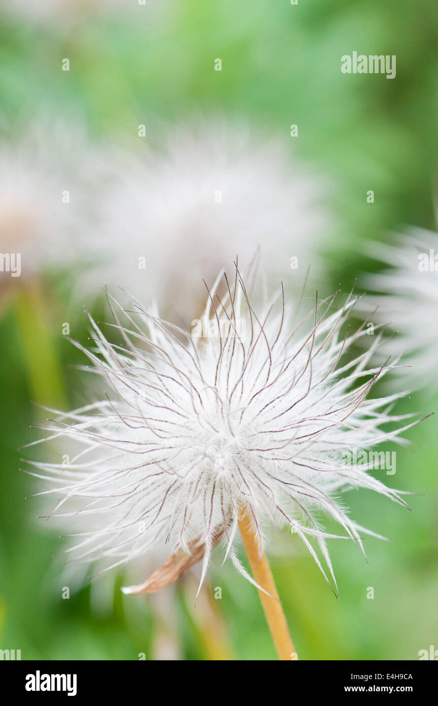 Pasque flower, Pulsatilla pratensis Stock Photo - Alamy