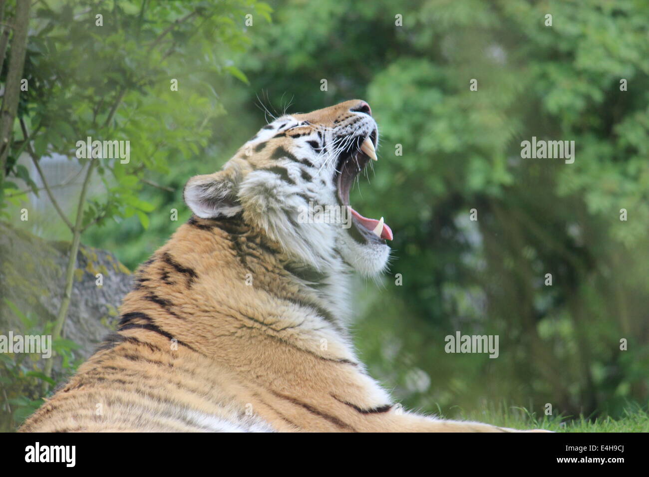 Tiger yawning hi-res stock photography and images - Alamy
