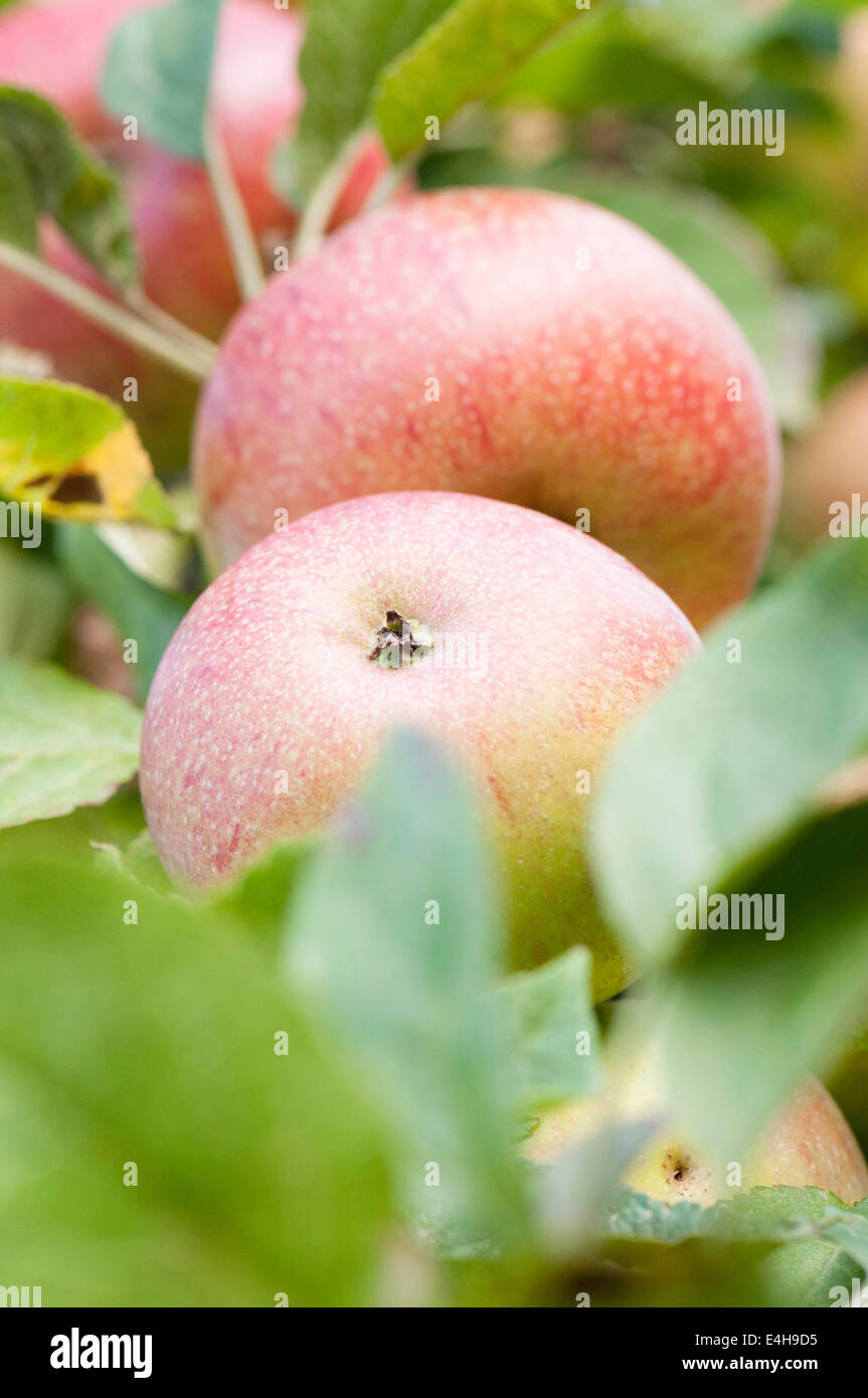 Duo apple tree hi-res stock photography and images - Alamy