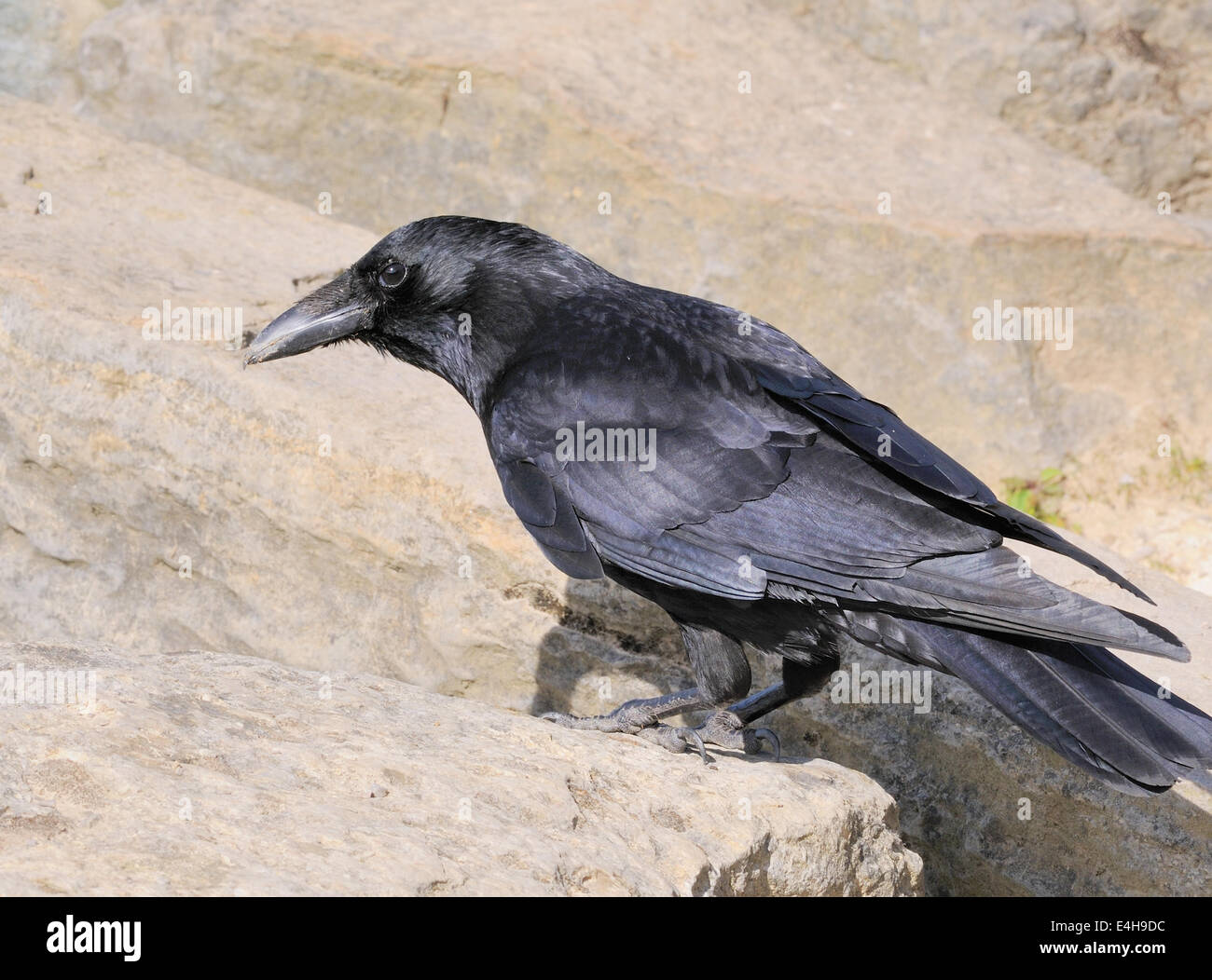 Carrion Crow (Corvus corone corone). Bedgebury Forest, Kent Stock Photo ...