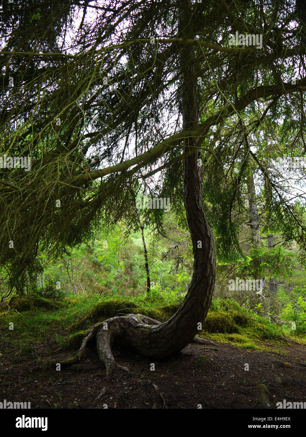 Green forest. Tree with green Leaves Stock Photo - Alamy