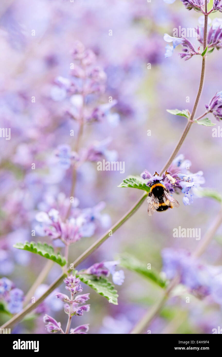 Catmint – Dwarf catmint, Nepeta racemosa 'Walker's low' Stock Photo - Alamy