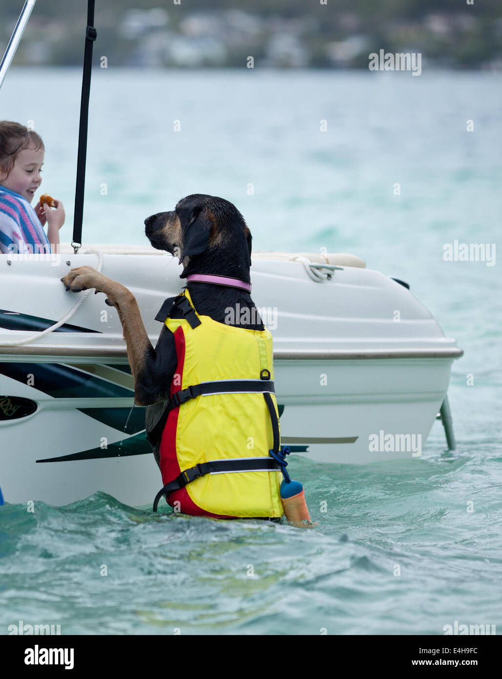 Dog sniffing food in speedboat from water Stock Photo - Alamy
