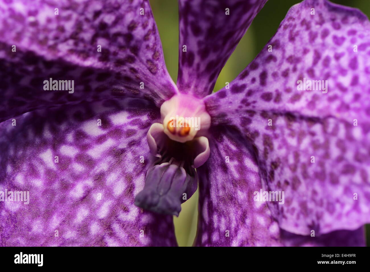Orchid Close up Stock Photo - Alamy