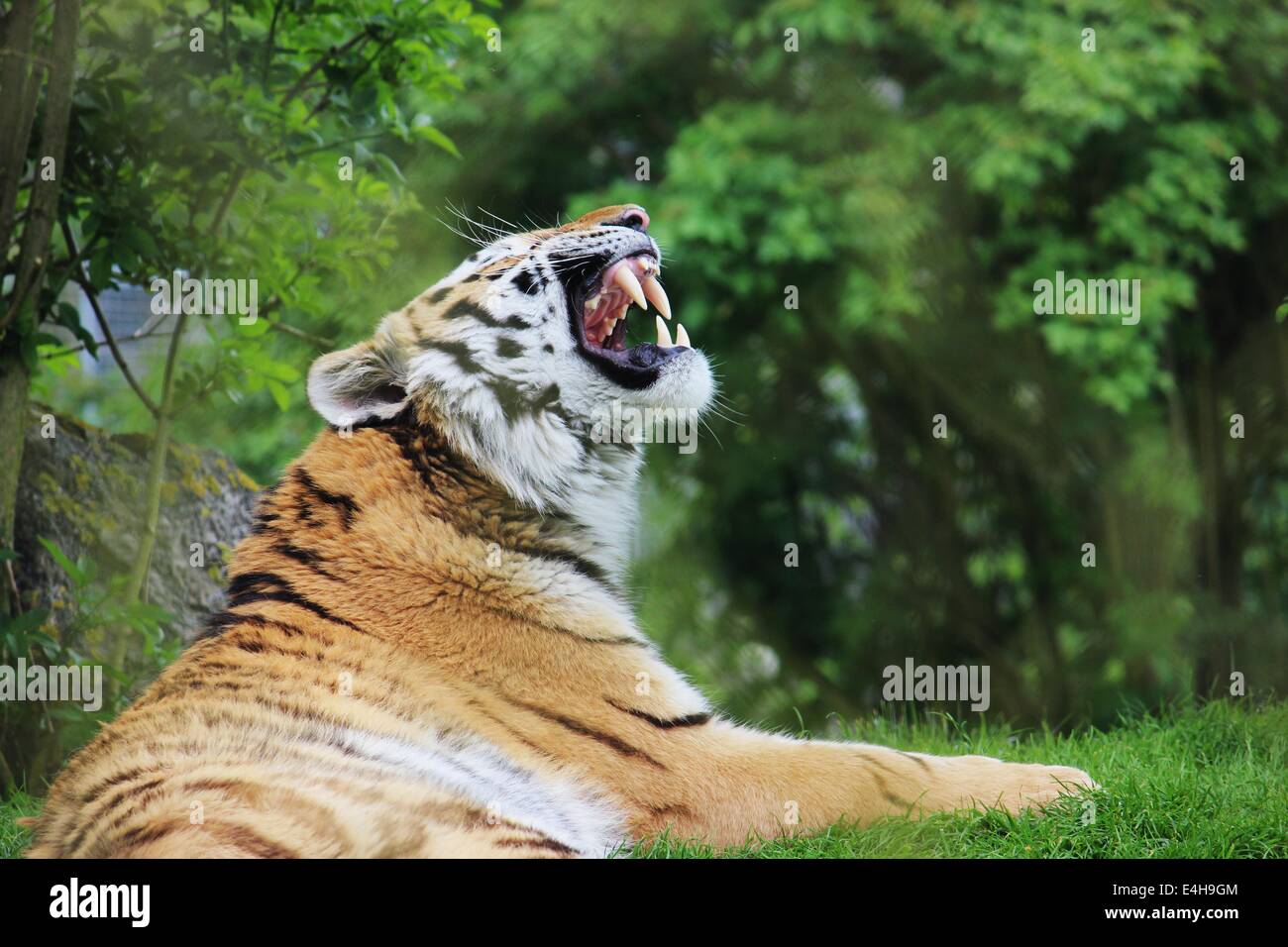 Tiger bearing its teeth Stock Photo - Alamy