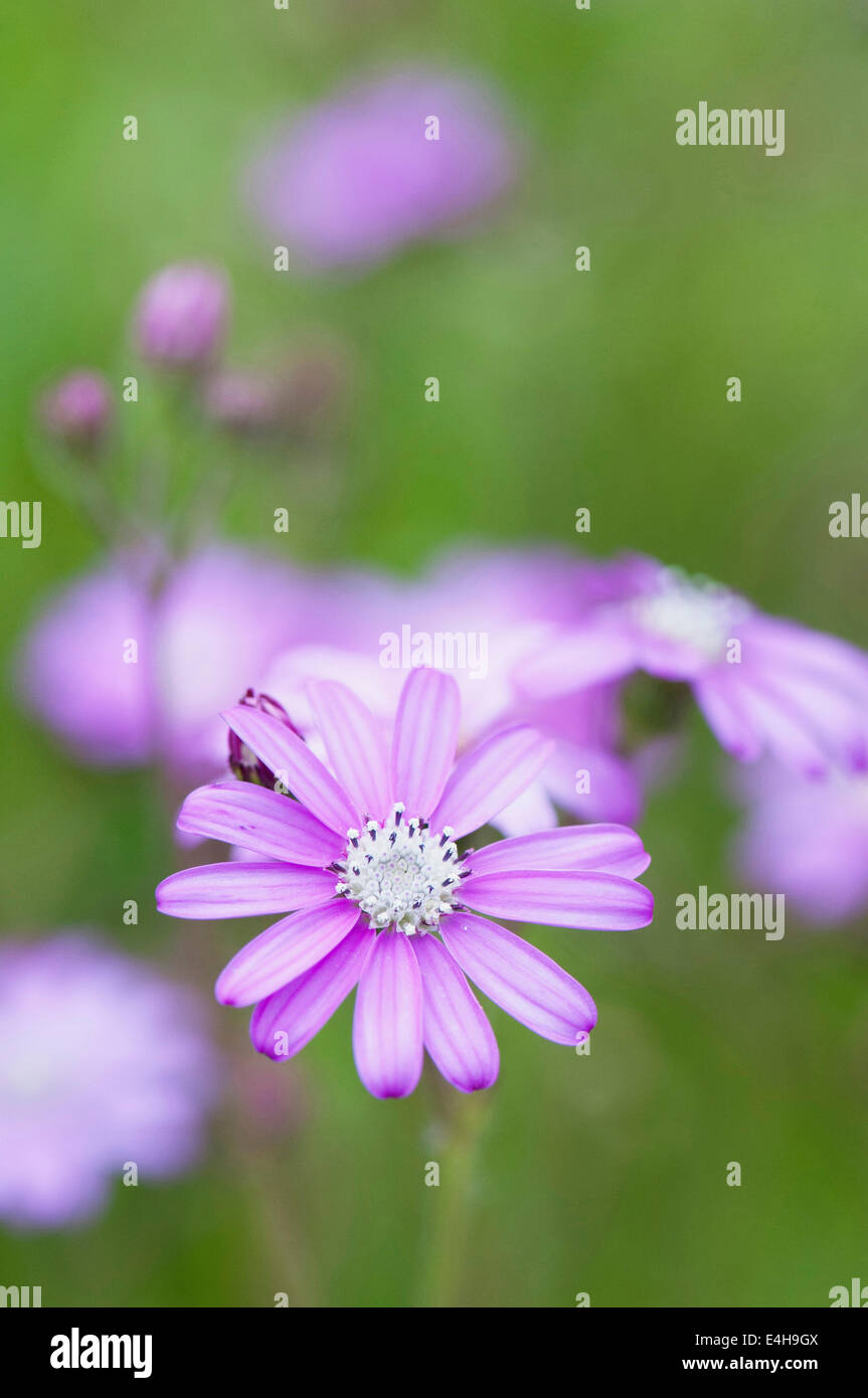 Ragwort – Pink ragwort, Senecio viravira Stock Photo - Alamy