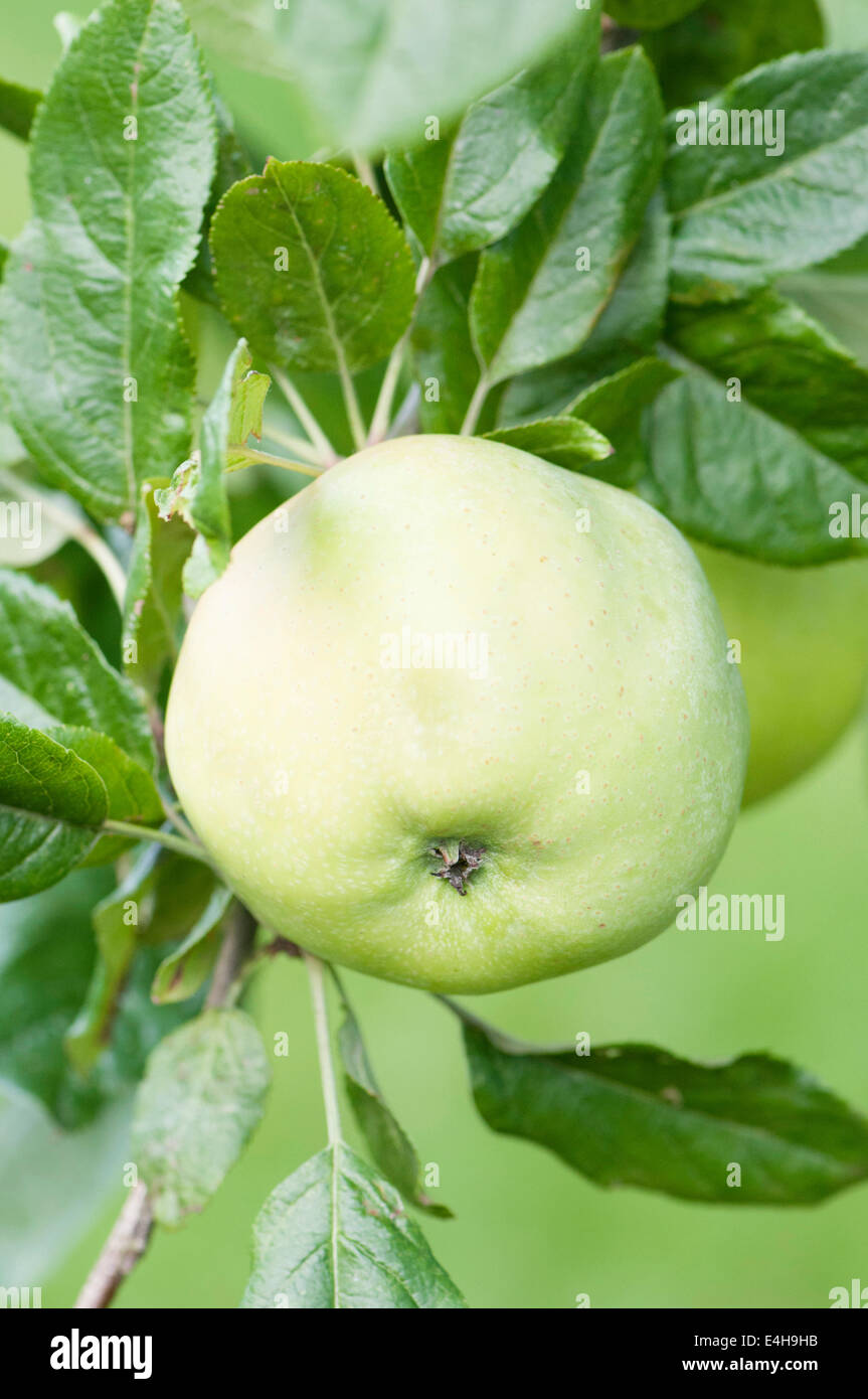 Apple tree seedling hi-res stock photography and images - Alamy