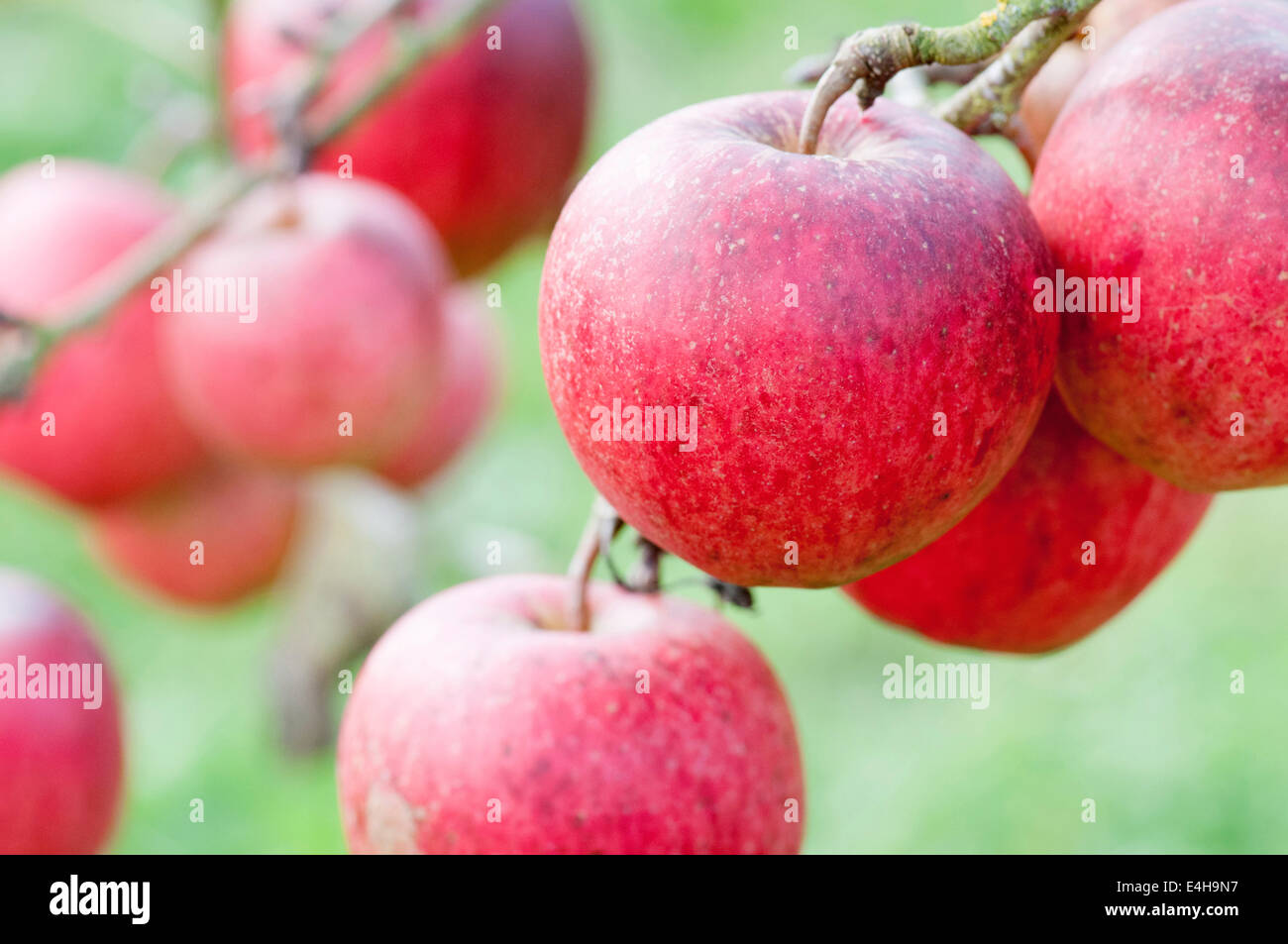 Pinnova hi-res stock photography and images - Alamy