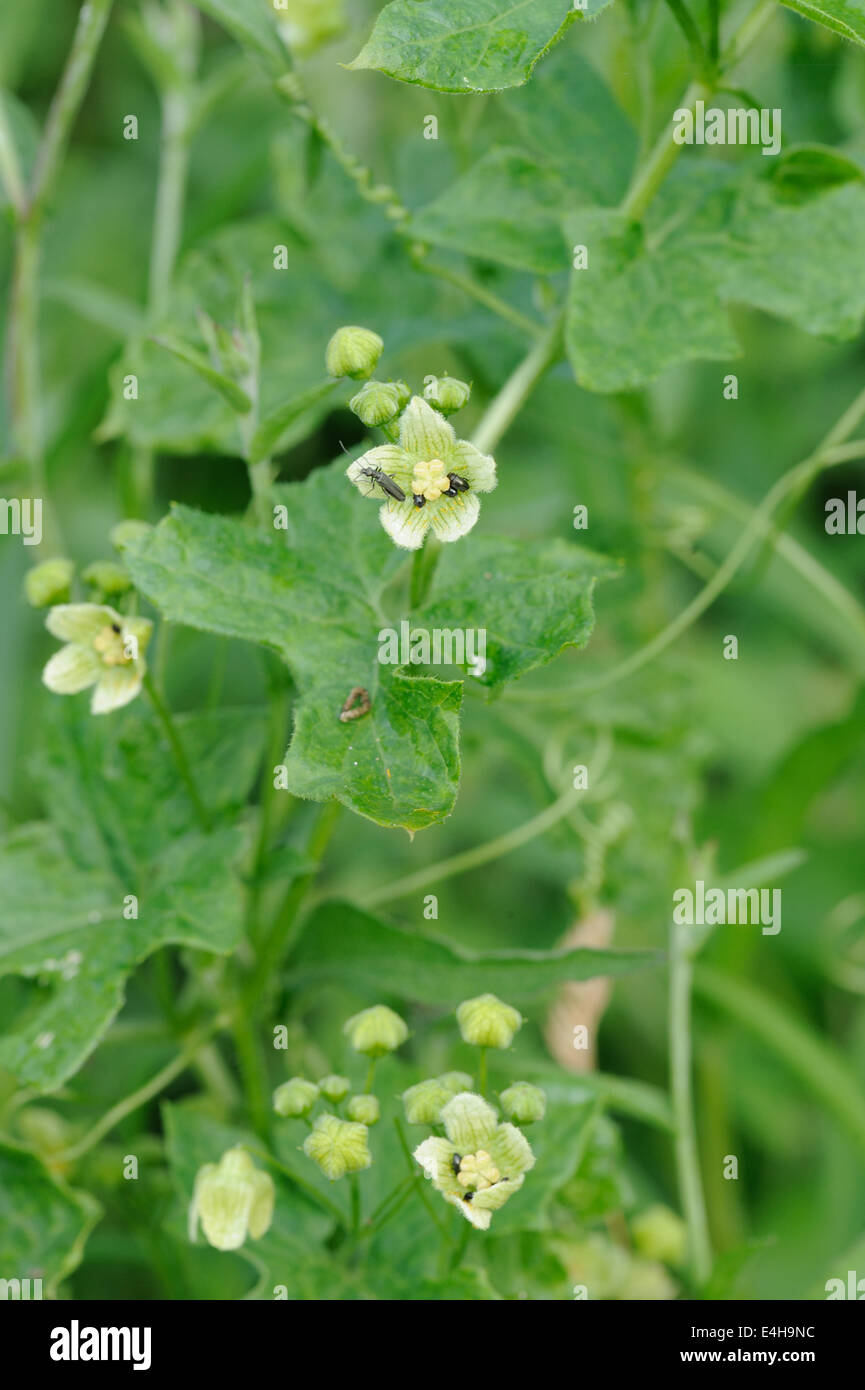 Small beetles crawling over White Bryony (Bryonia dioica) flowers ...
