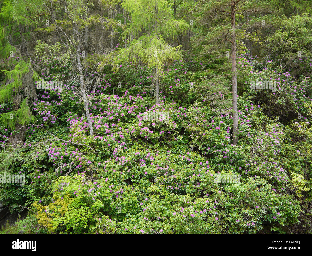 Green forest. Tree with green Leaves Stock Photo - Alamy