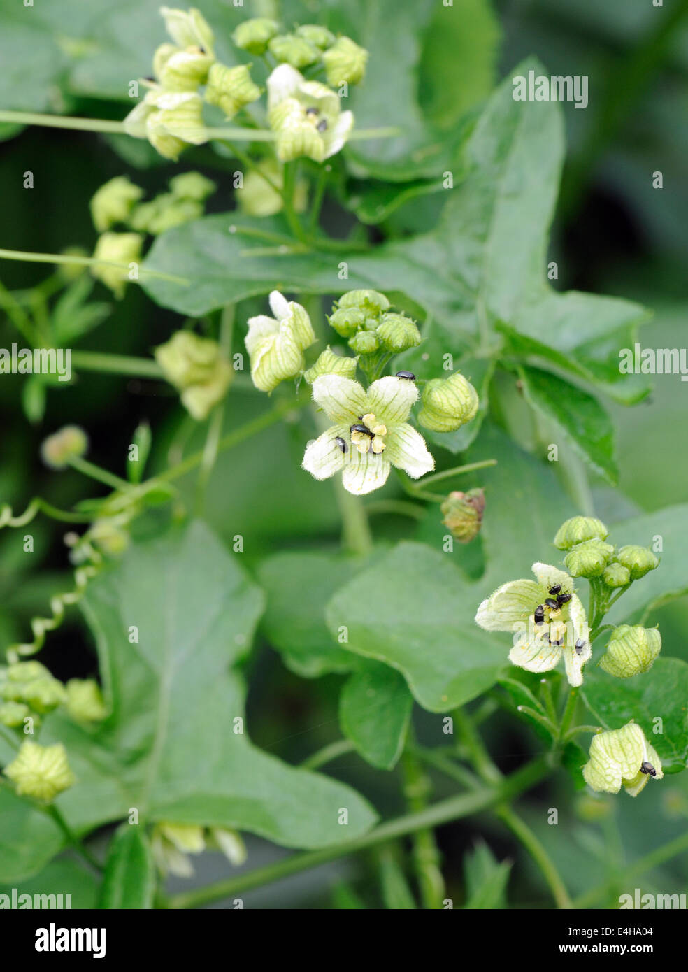 Small beetles crawling over White Bryony (Bryonia dioica) flowers ...