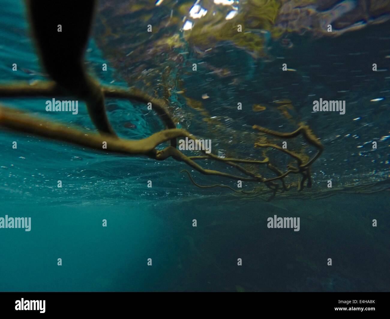 Underwater view of kelp growing in the freezing cold waters of South ...