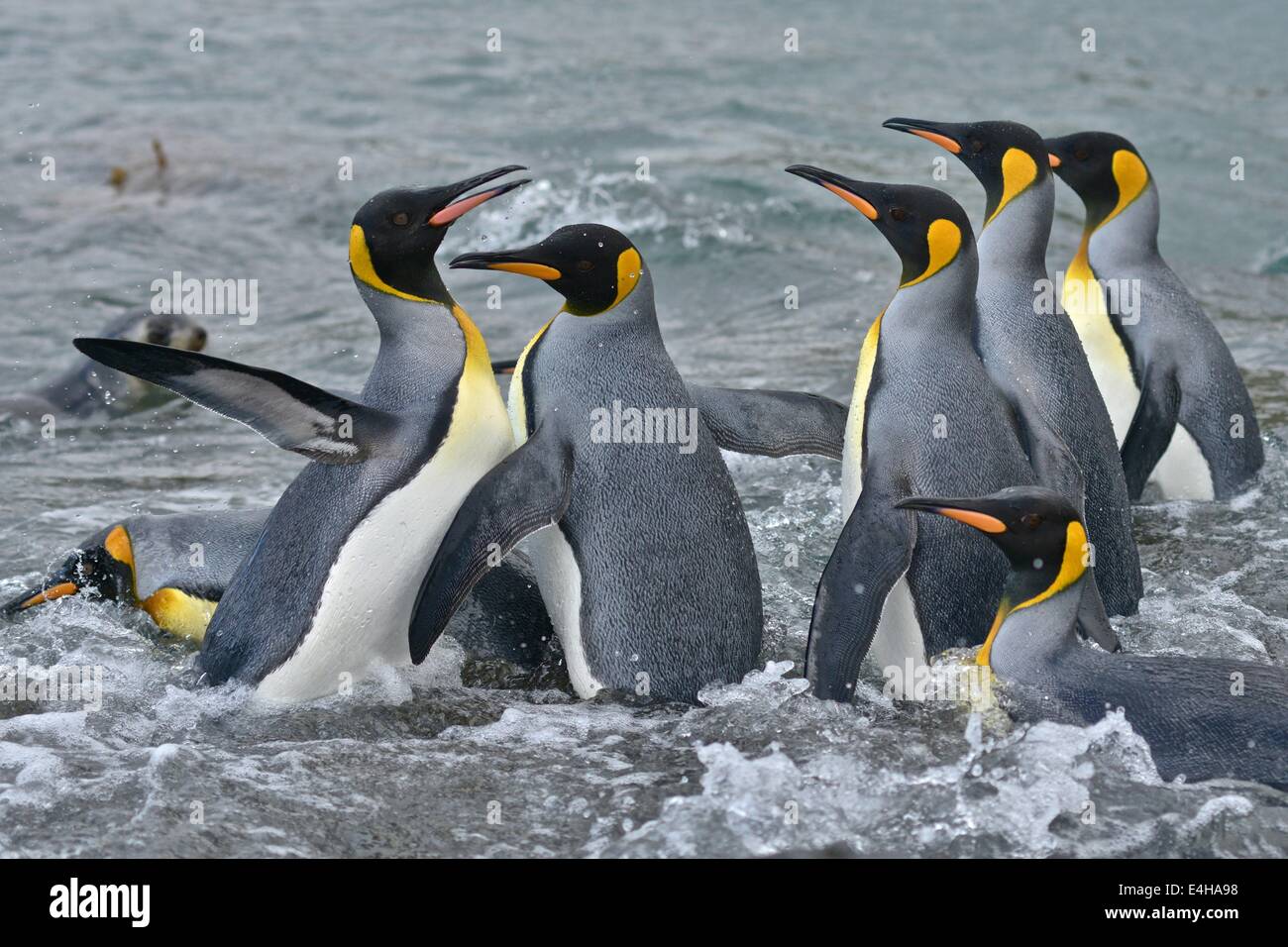 Penguins swimming hi-res stock photography and images - Alamy