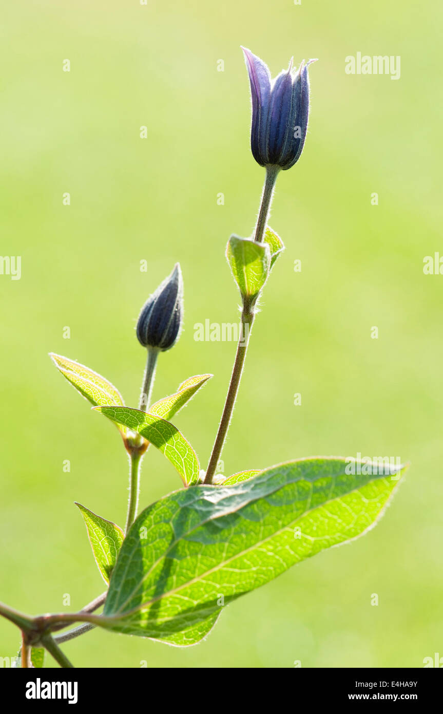Clematis arabella hi-res stock photography and images - Alamy