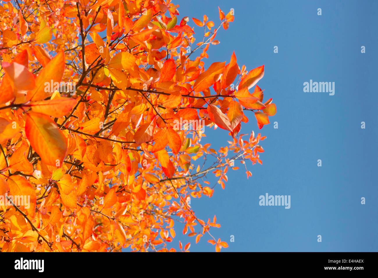 Black tupelo tree hi-res stock photography and images - Alamy
