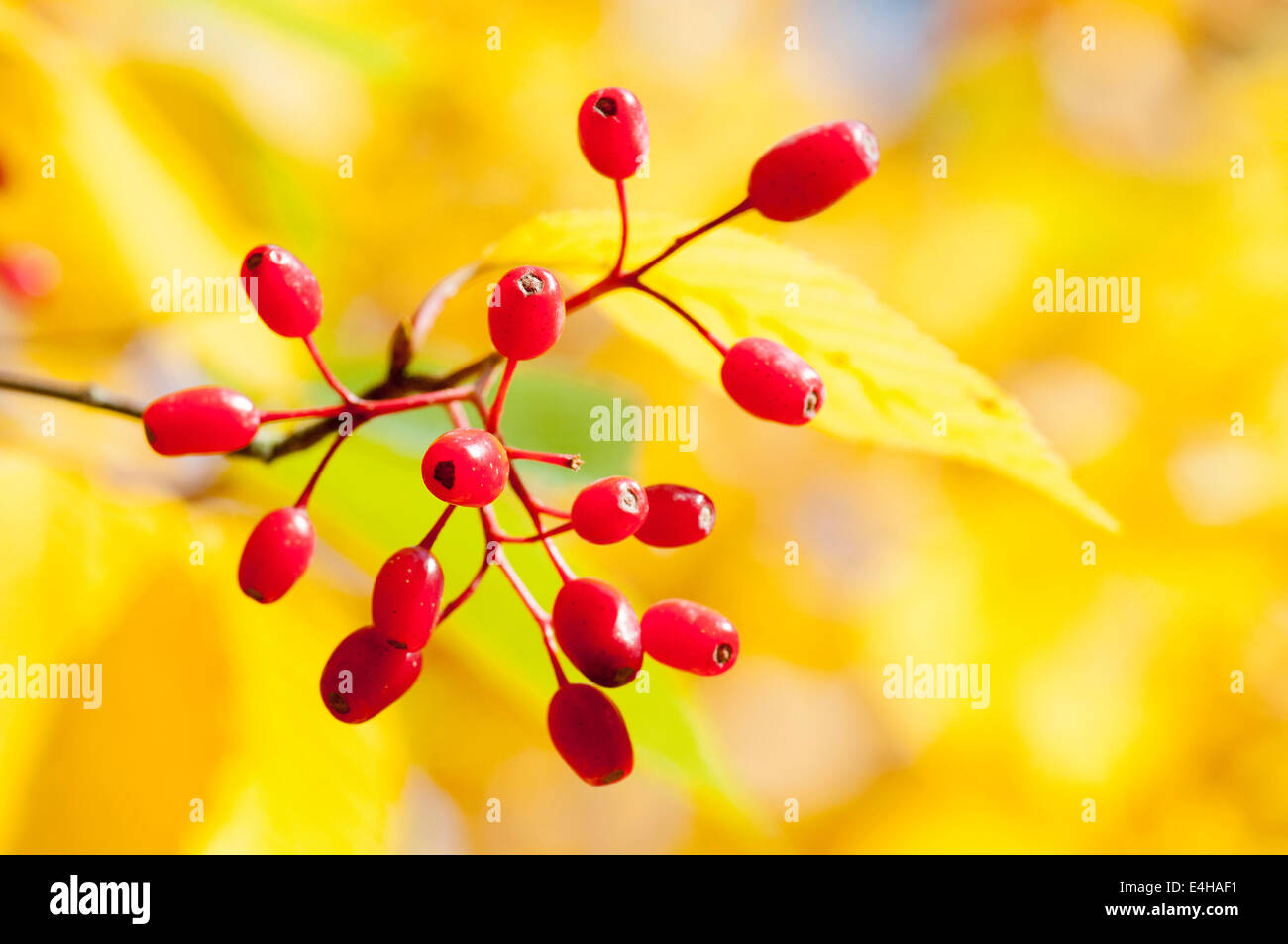 Rowan, Korean Mountain ash, Sorbus alnifolia Stock Photo - Alamy