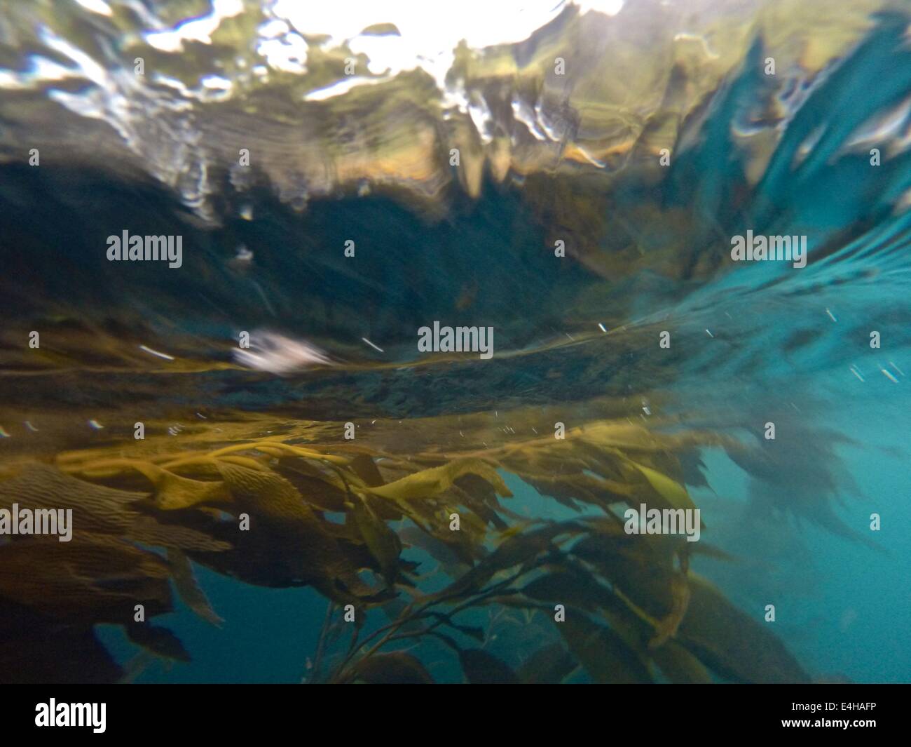 Underwater view of kelp growing in the freezing cold waters of South ...