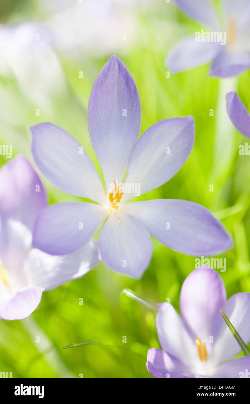 Purple autumn crocus flowering hi-res stock photography and images - Alamy