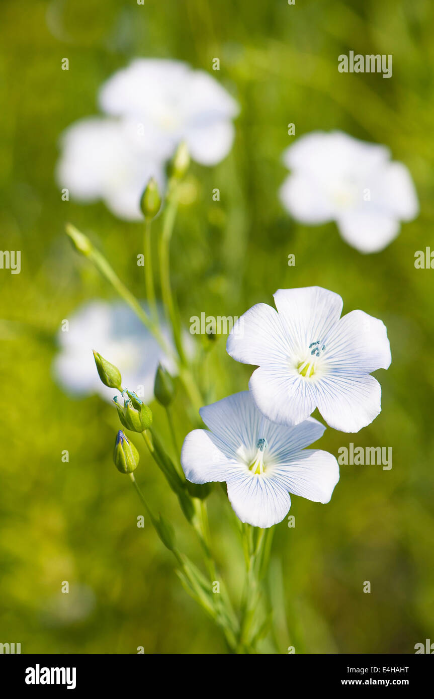 Linum usitatissimum hi-res stock photography and images - Alamy