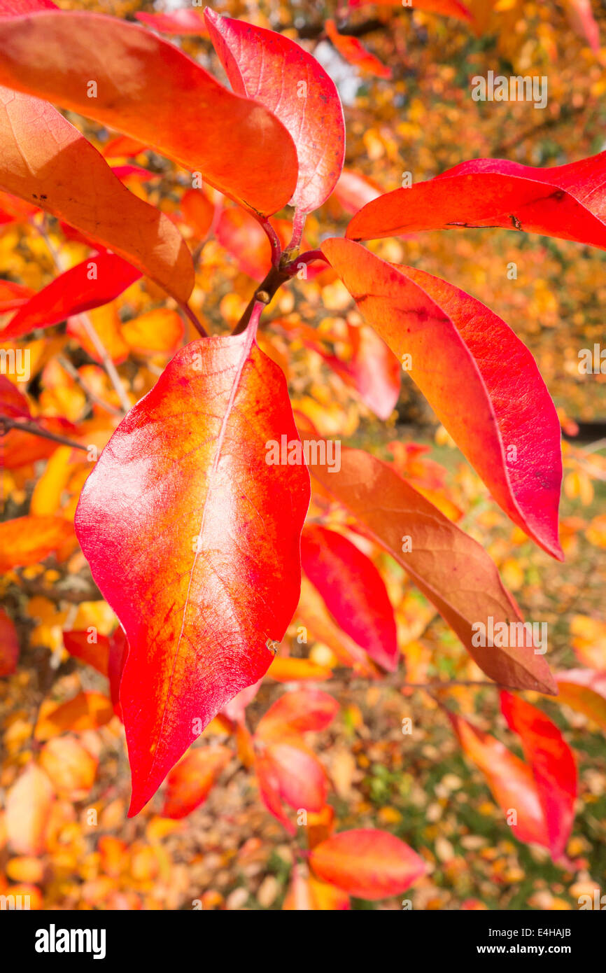 Tupelo, Nyssa sylvatica Stock Photo - Alamy