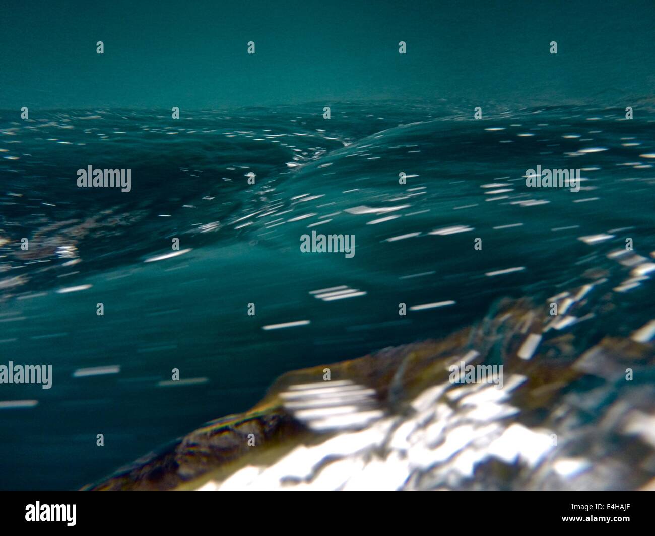 Underwater view of kelp growing in the freezing cold waters of South ...