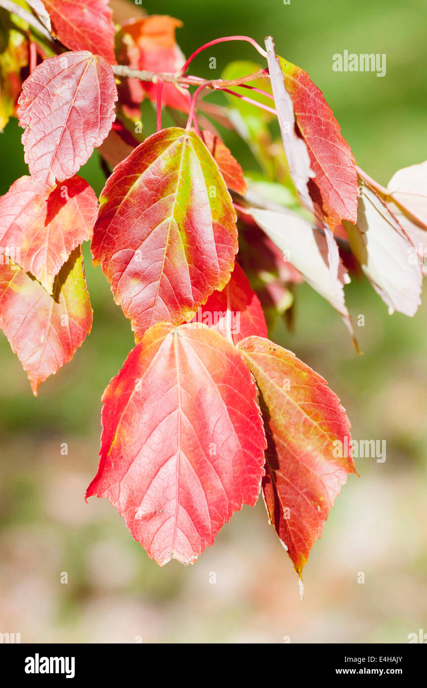 Red maple tree flowers hi-res stock photography and images - Alamy