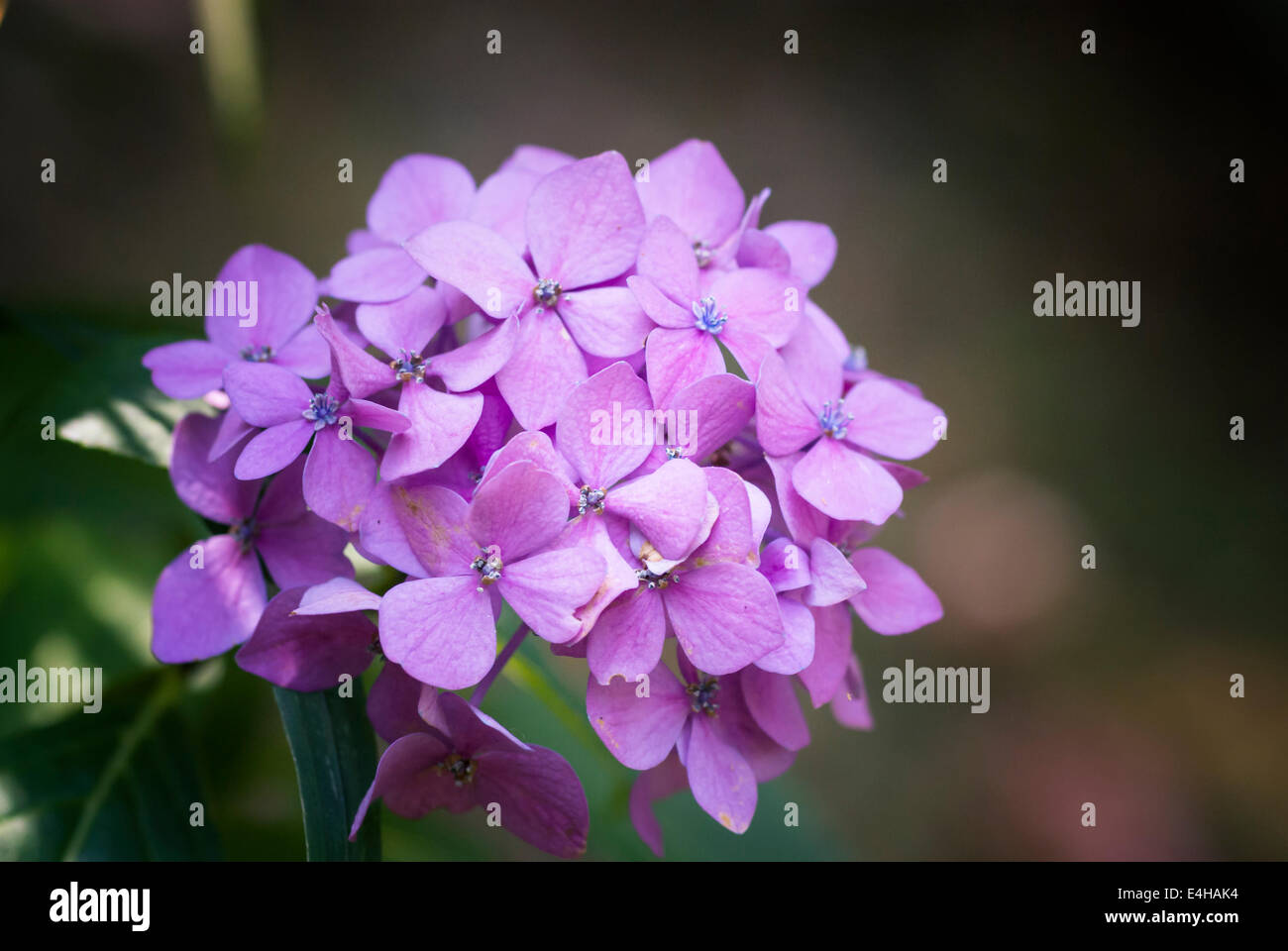 violet hydrangea hortensis blossom close up Stock Photo - Alamy