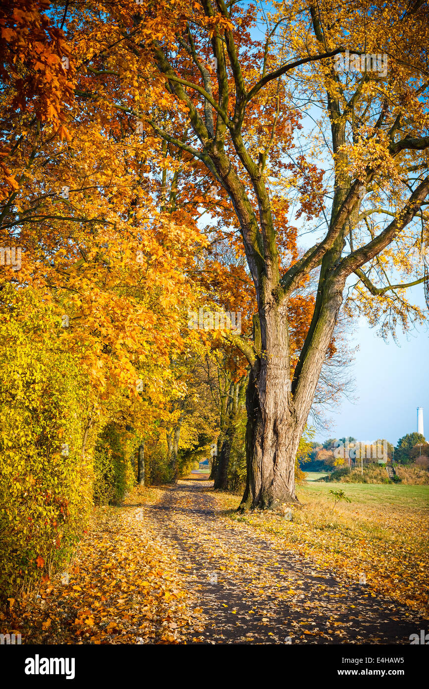 Pathway in the autumn park Stock Photo - Alamy