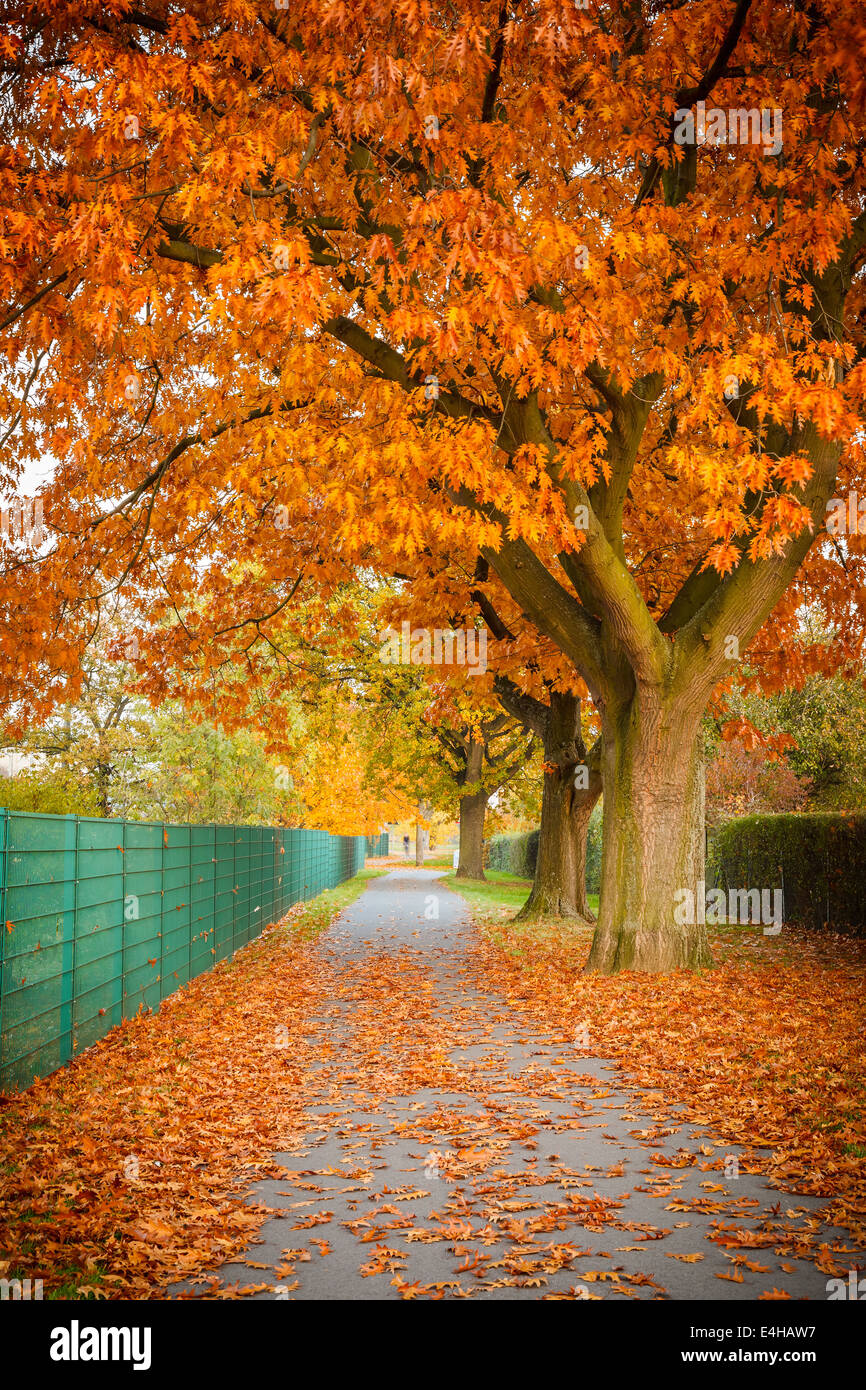 Red autumn oak tree Stock Photo - Alamy
