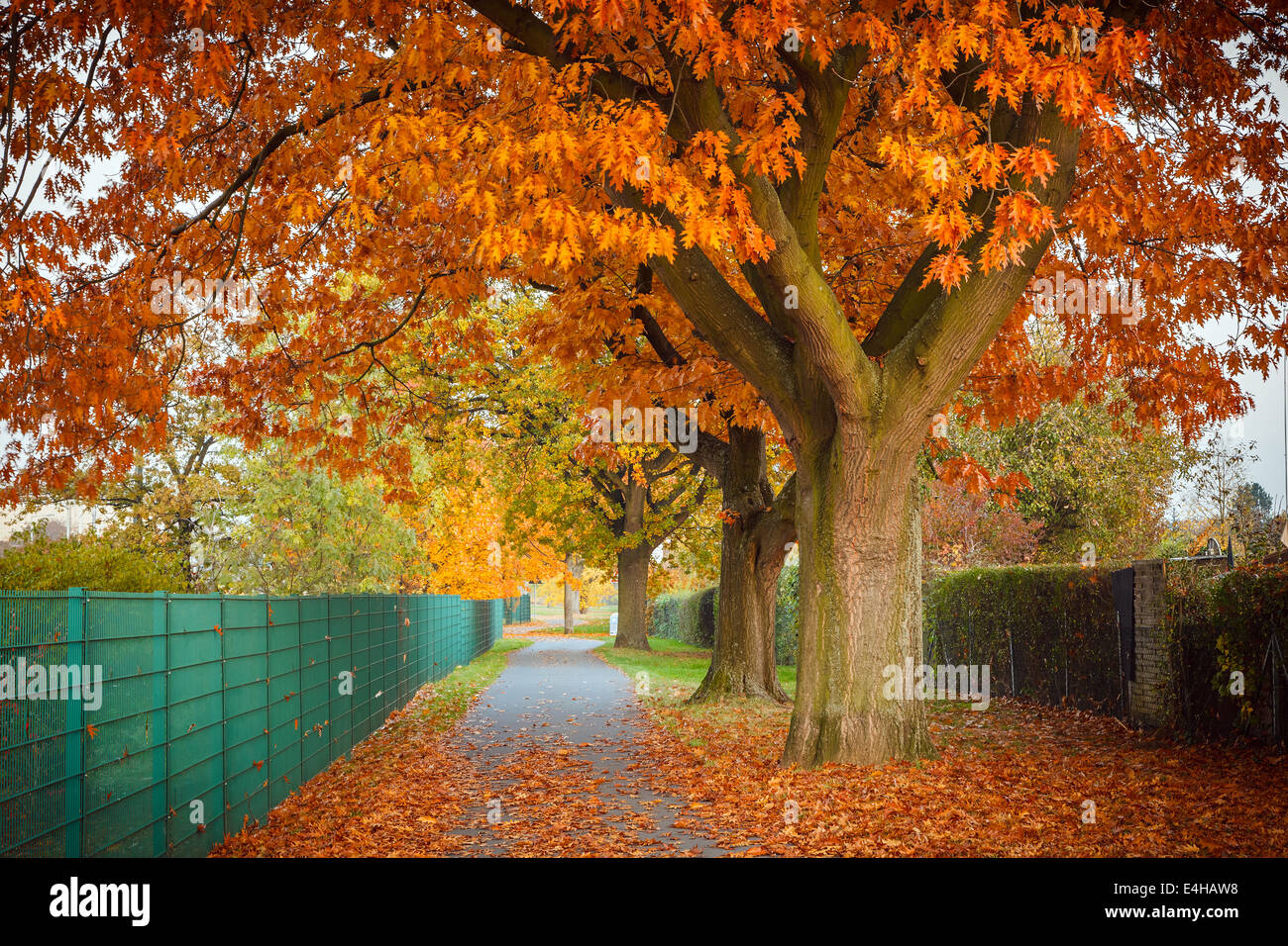 Red autumn oak tree Stock Photo - Alamy