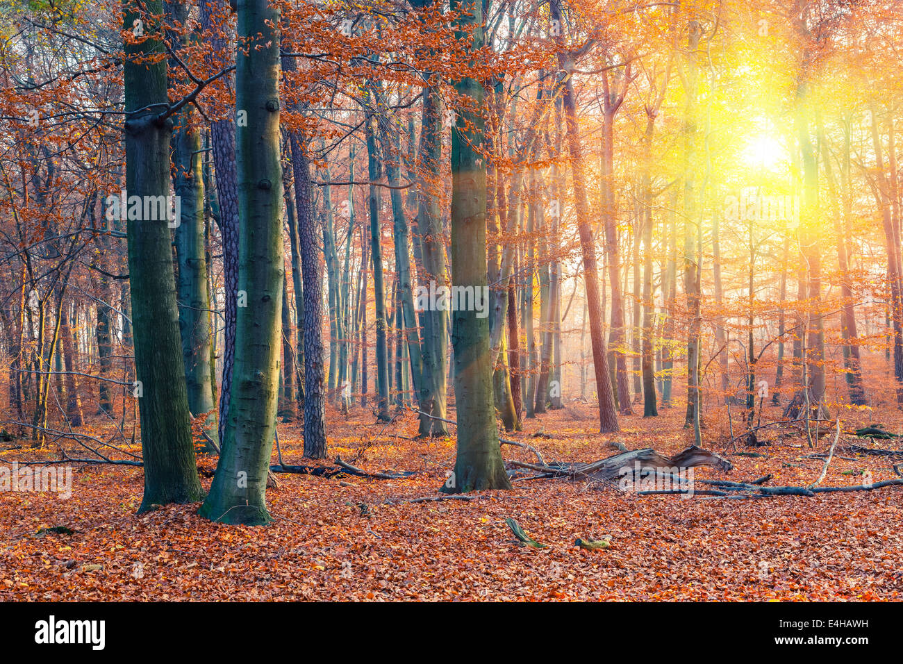Sunset in the autumn forest Stock Photo - Alamy