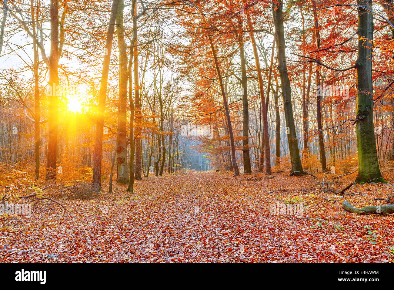 Sunset in the autumn forest Stock Photo - Alamy