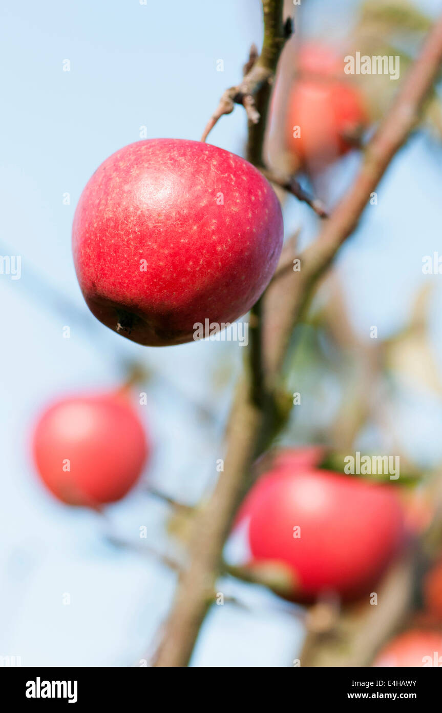 Pinnova hi-res stock photography and images - Alamy