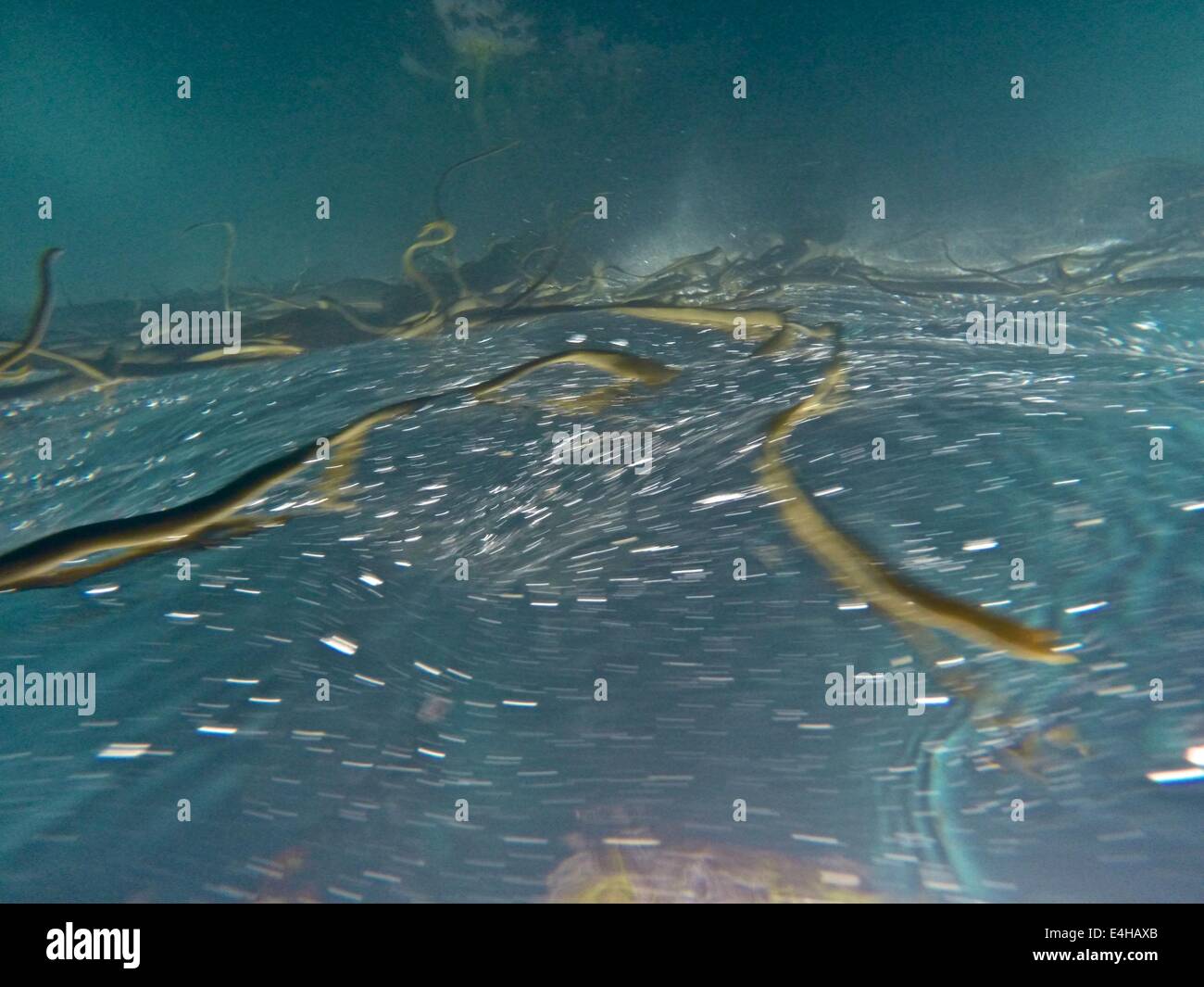 Underwater view of kelp growing in the freezing cold waters of South ...
