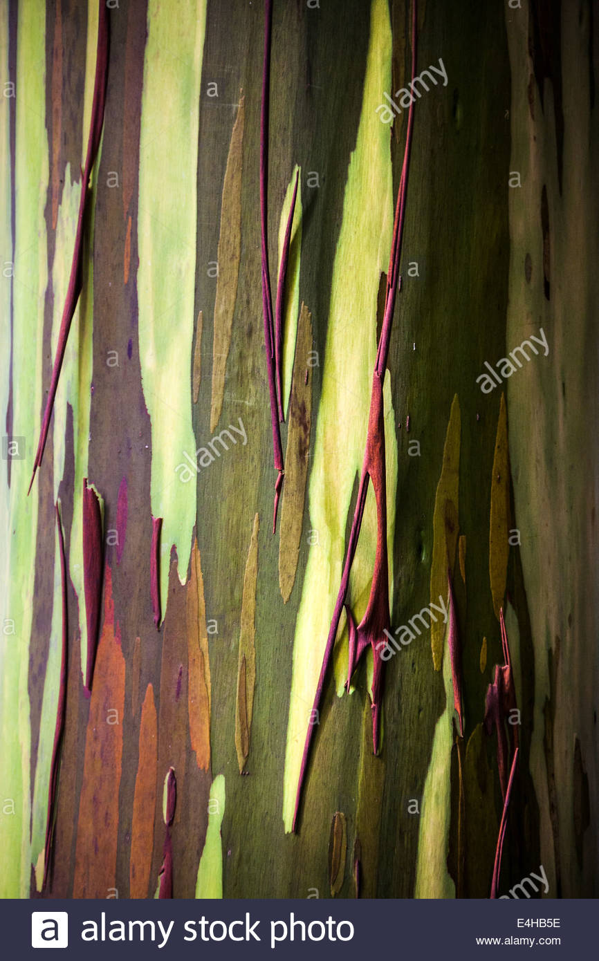E Deglupta High Resolution Stock Photography and Images - Alamy