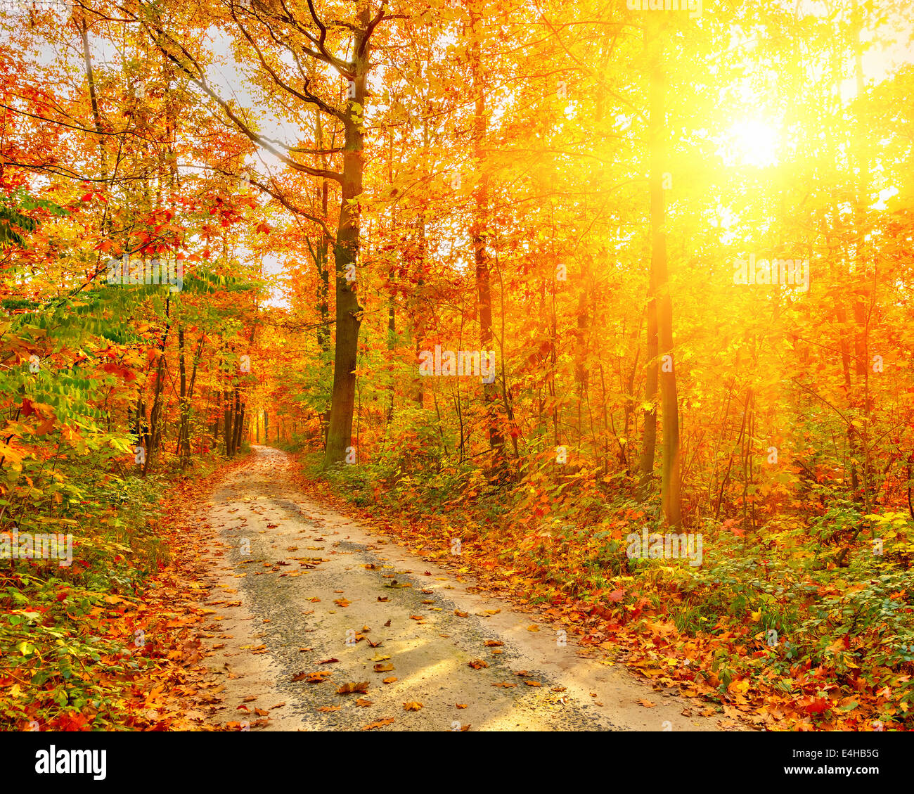 Pathway in the autumn forest Stock Photo - Alamy