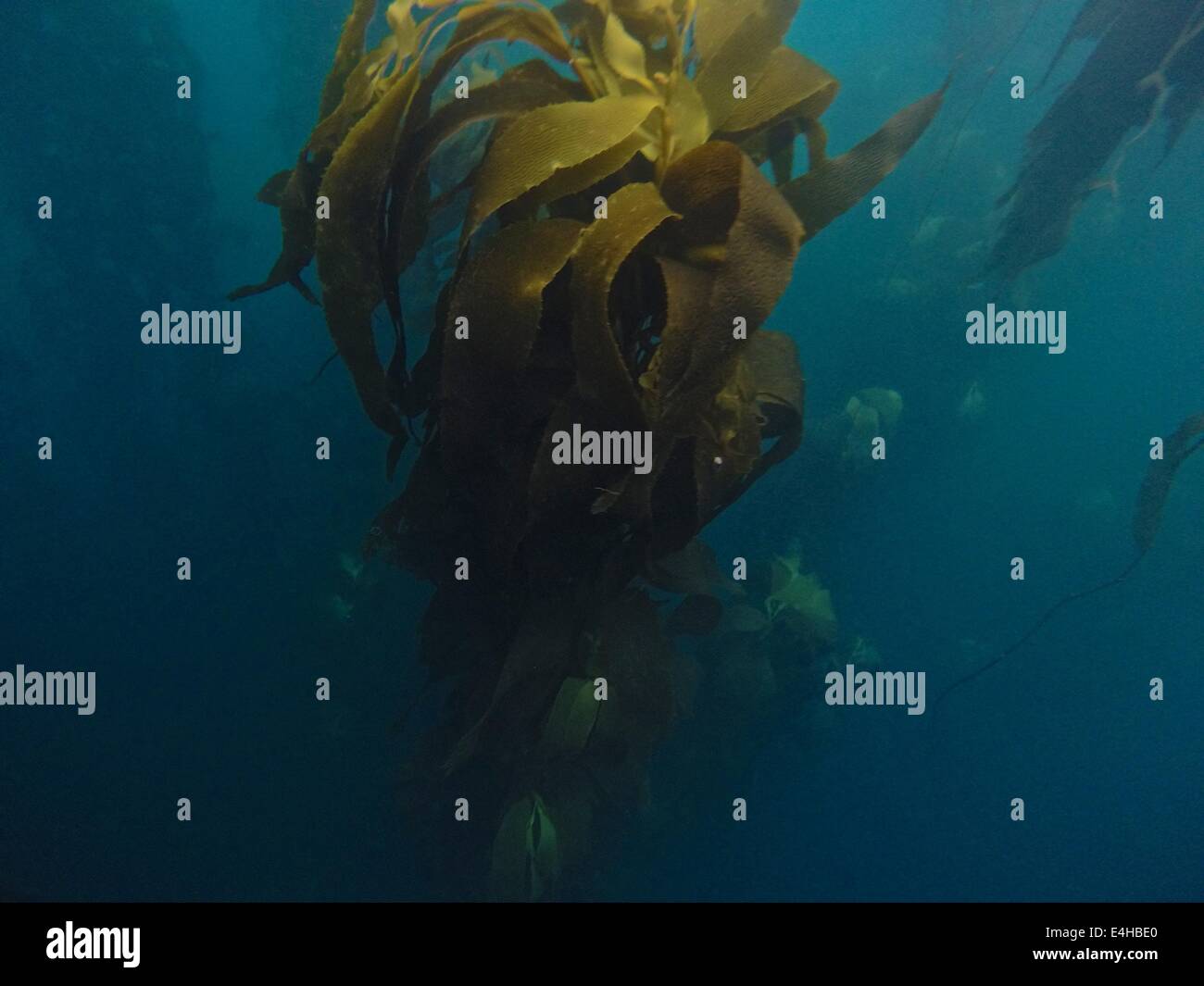 Underwater view of kelp growing in the freezing cold waters of South ...