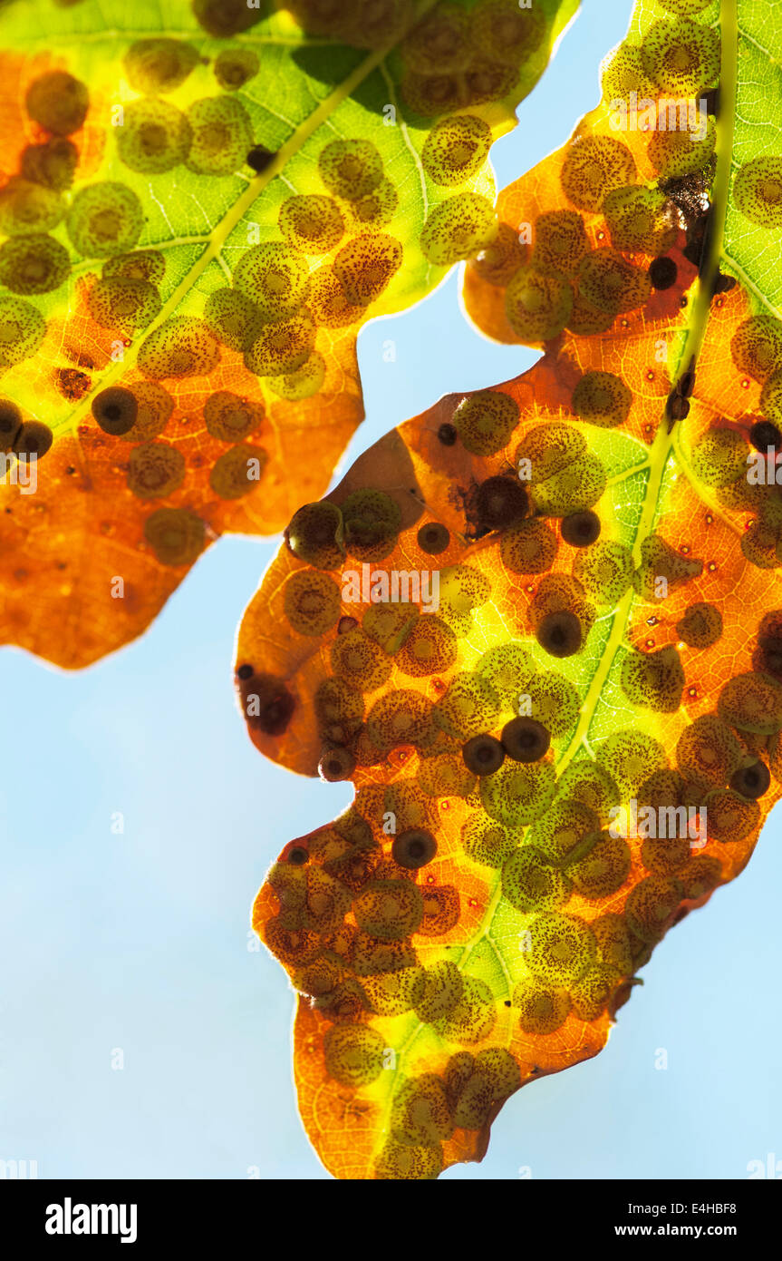 English oak quercus robur spring hi-res stock photography and images ...