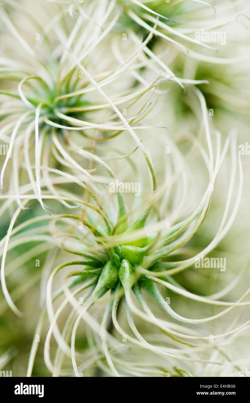 Clematis, Clematis 'Marmori' Stock Photo - Alamy